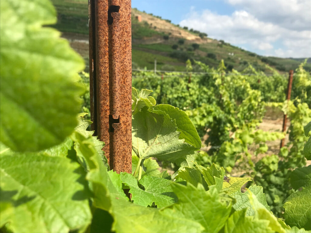 THE NEW VITICULTURE – WHY CAN SANGOI GREEN POSTS BE CONSIDERED ECO ...