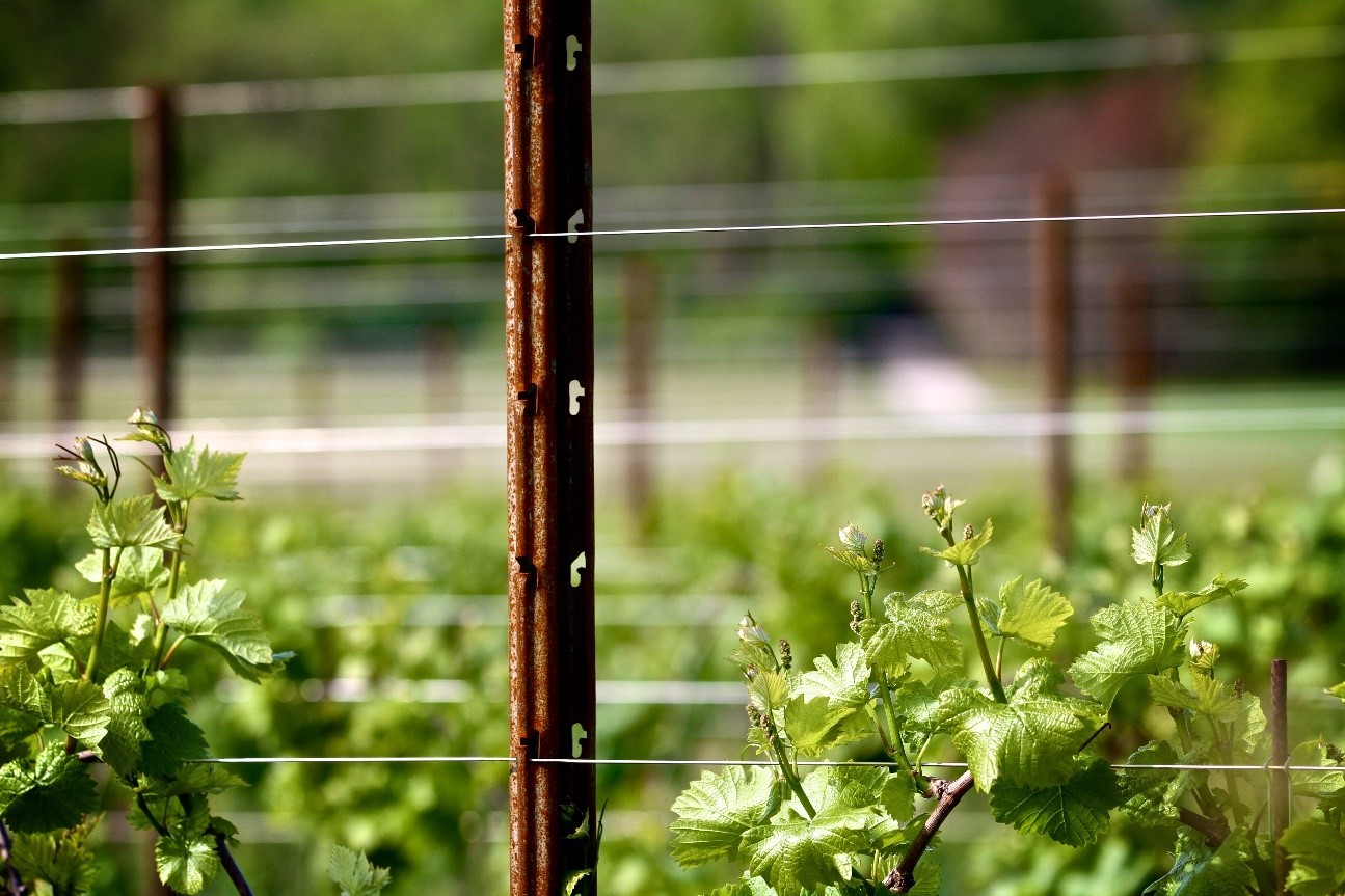 Geopal 55 - Sangoi Green