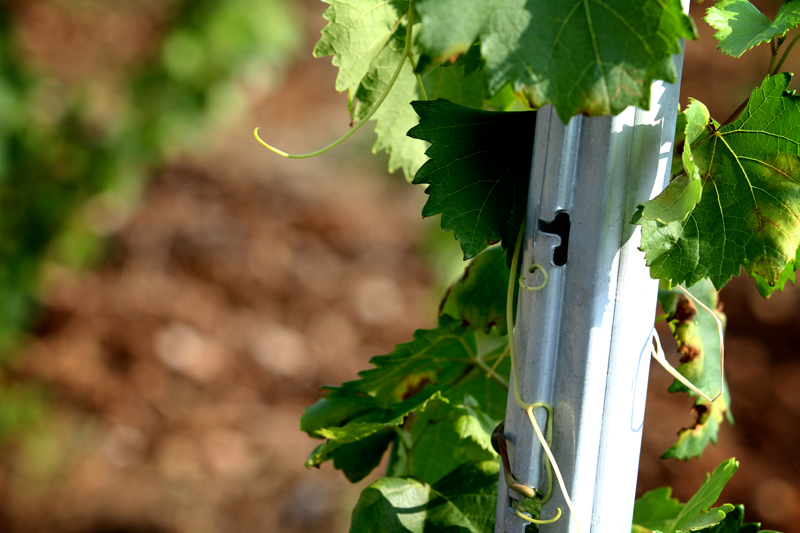 Geopal 50 - Sangoi Green