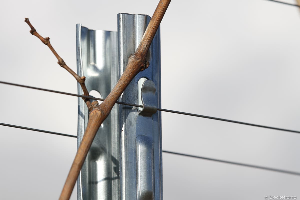 Winpal - Sangoi Green